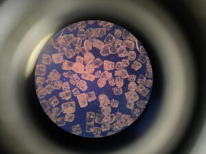 What Does Salt Look Like Under a Microscope? (With Pictures) - Optics Mag