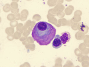 What Do Cells Look Like Under a Microscope? Types, Parts, & FAQ ...