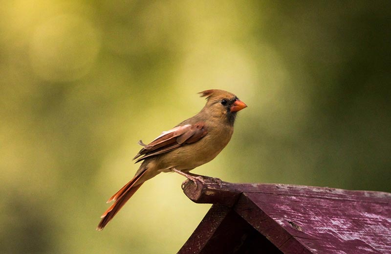 3 DIY Cardinal Bird House Plans You Can Make Today - Optics Mag
