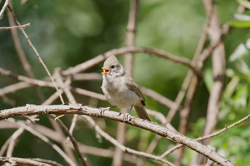 Oak Titmouse: Field Guide, Pictures, Habitat & Info - Optics Mag