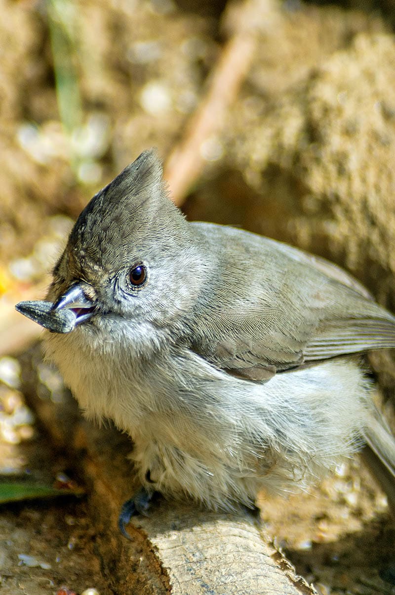 Oak Titmouse: Field Guide, Pictures, Habitat & Info - Optics Mag