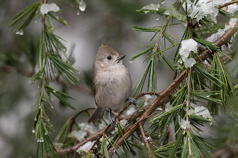 Titmouse Lifespan - How Long Do They Live? - Optics Mag