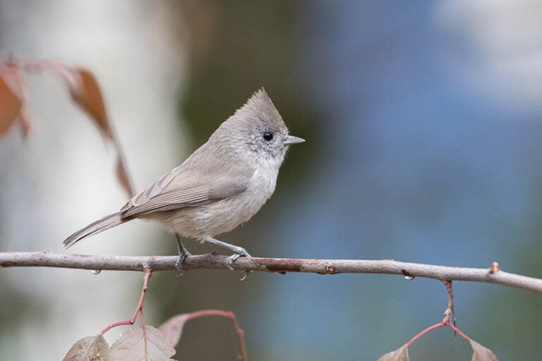 Oak Titmouse: Field Guide, Pictures, Habitat & Info - Optics Mag