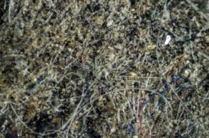 What Does Dust Look Like Under a Microscope? Facts & FAQ - Optics Mag