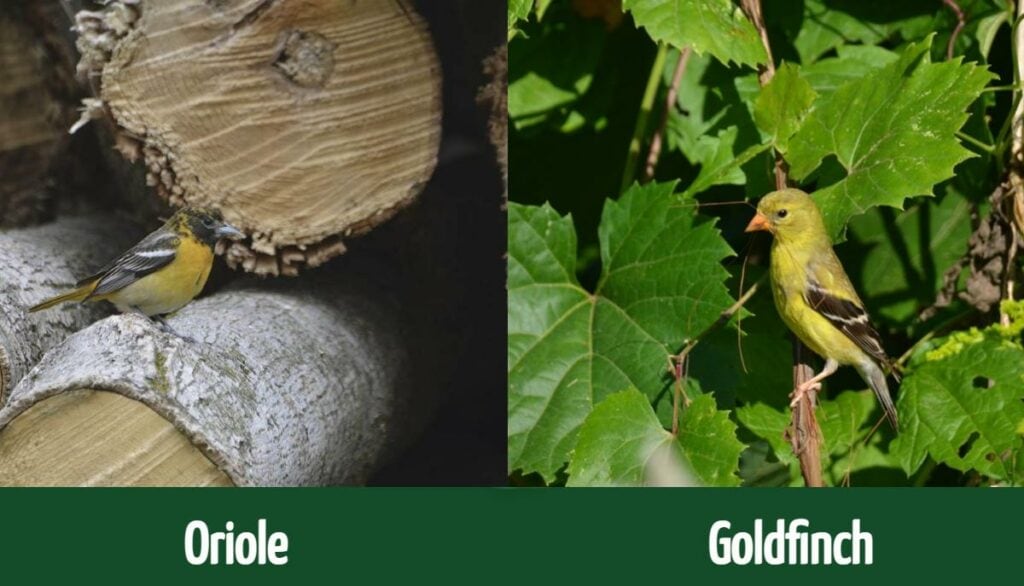 Oriole vs Goldfinch: How to Tell the Difference - Optics Mag