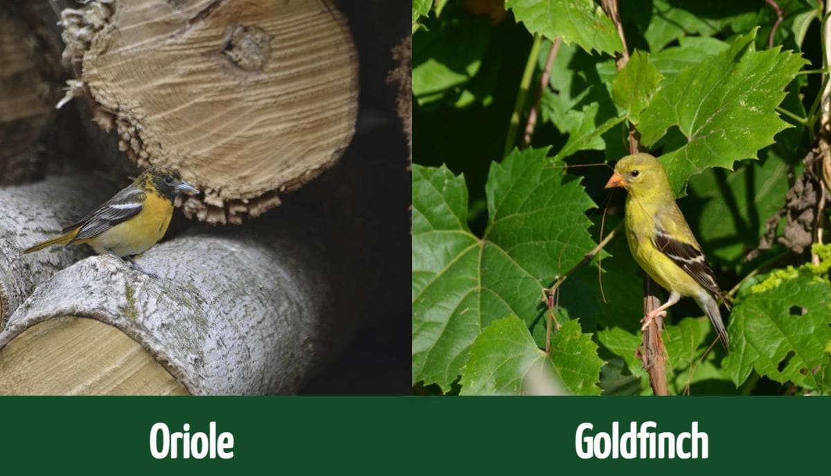 Oriole vs Goldfinch: How to Tell the Difference - Optics Mag