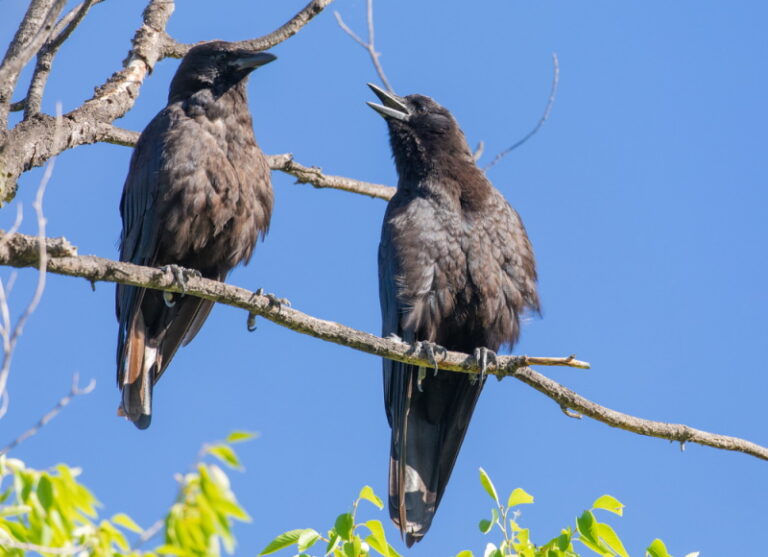 11 Birds That Attack Humans: What You Need to Know (With Pictures ...