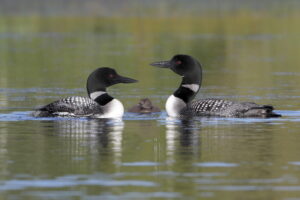 Cormorant vs. Loon: How Are They Different? - Optics Mag