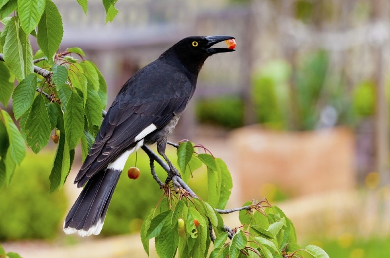 10 Types of Blackbirds in Australia (With Pictures) - Optics Mag