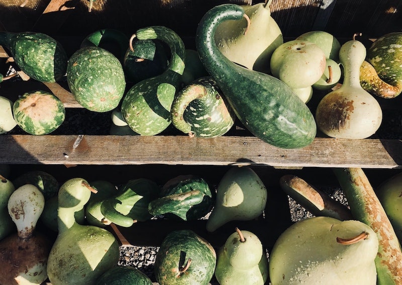 How to Dry Gourds for Birdhouses in 13 Easy Steps (With Pictures ...