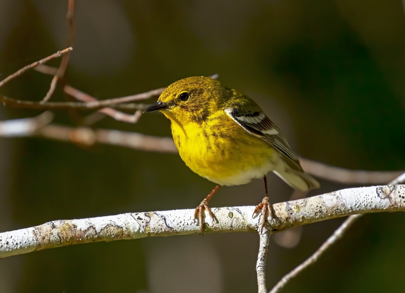 Pine Warbler vs. Goldfinch: How to Tell the Difference - Optics Mag