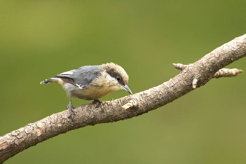 Pygmy Nuthatch: Field Guide, Pictures, Habitat & Info - Optics Mag