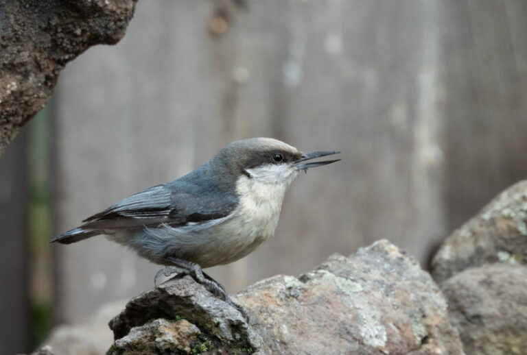 Pygmy Nuthatch: Field Guide, Pictures, Habitat & Info - Optics Mag