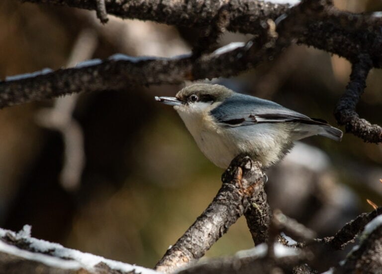 Pygmy Nuthatch: Field Guide, Pictures, Habitat & Info - Optics Mag