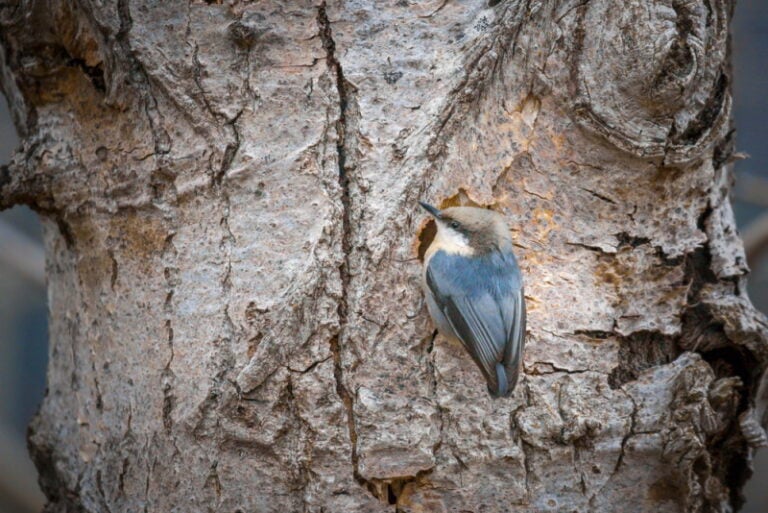 Pygmy Nuthatch: Field Guide, Pictures, Habitat & Info - Optics Mag