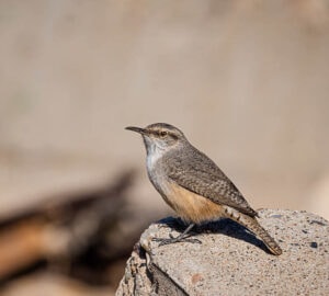 Rock Wren: Field Guide, Pictures, Habitat & Info - Optics Mag