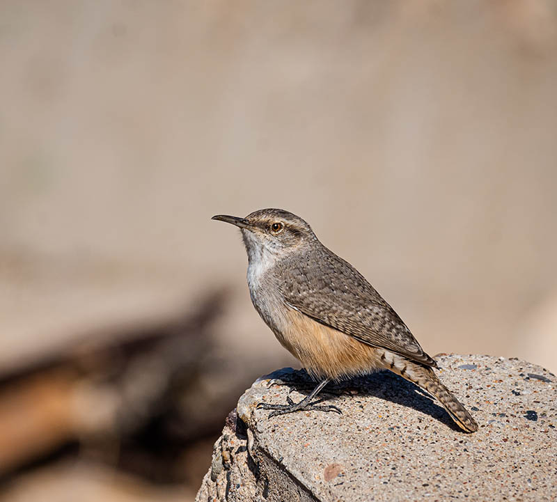 Rock Wren: Field Guide, Pictures, Habitat & Info - Optics Mag