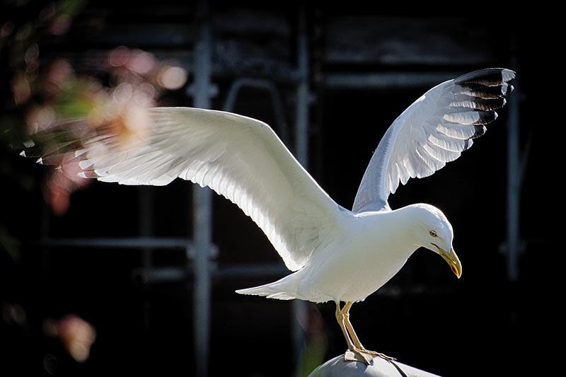 Can You Hunt Seagulls? Legalities, Laws, & FAQ - Optics Mag