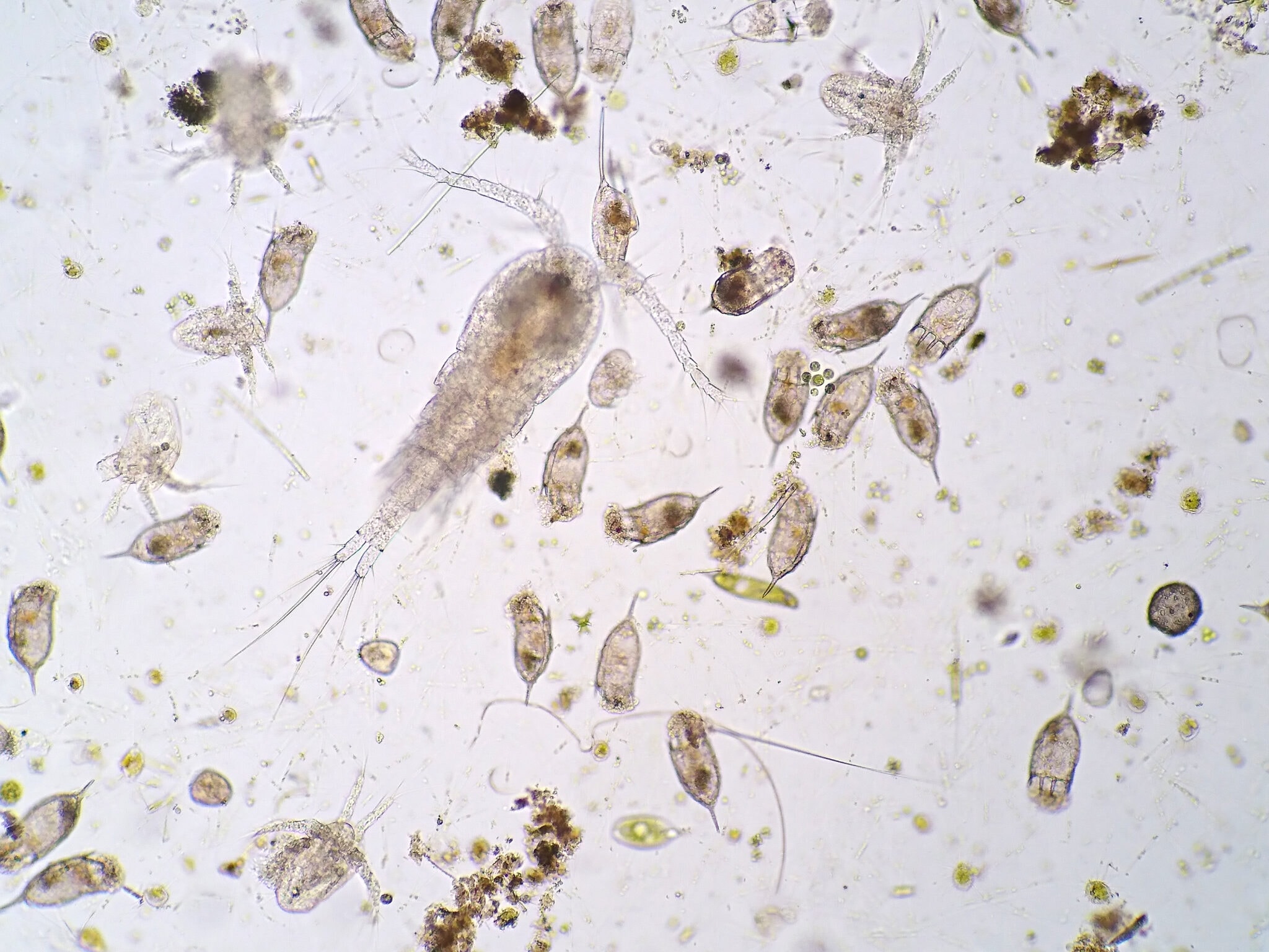 What Does Water Look Like Under a Microscope? The Interesting Answer ...