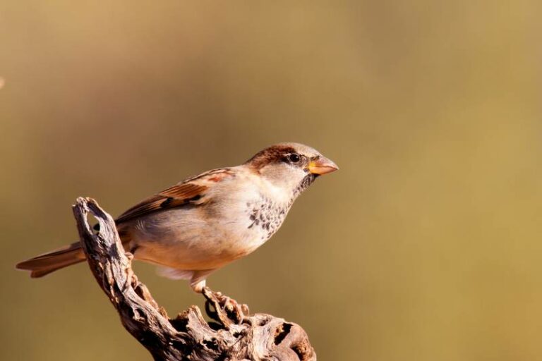 Fox Sparrow: Field Guide, Pictures, Habitat & Info - Optics Mag