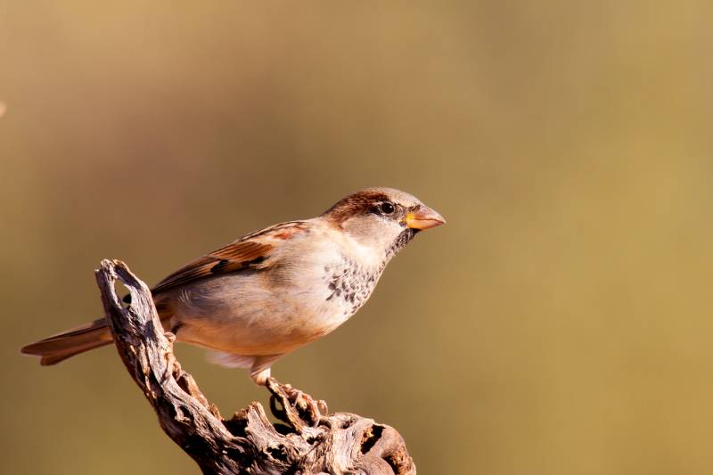 Fox Sparrow: Field Guide, Pictures, Habitat & Info - Optics Mag