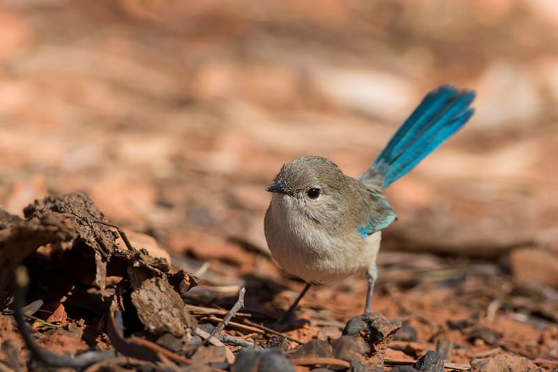 Splendid Fairywren: Field Guide, Pictures, Habitat & Info - Optics Mag