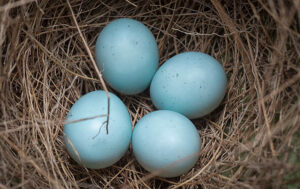 How Long Do Starlings Live? Reasons, Life stages & FAQs - Optics Mag