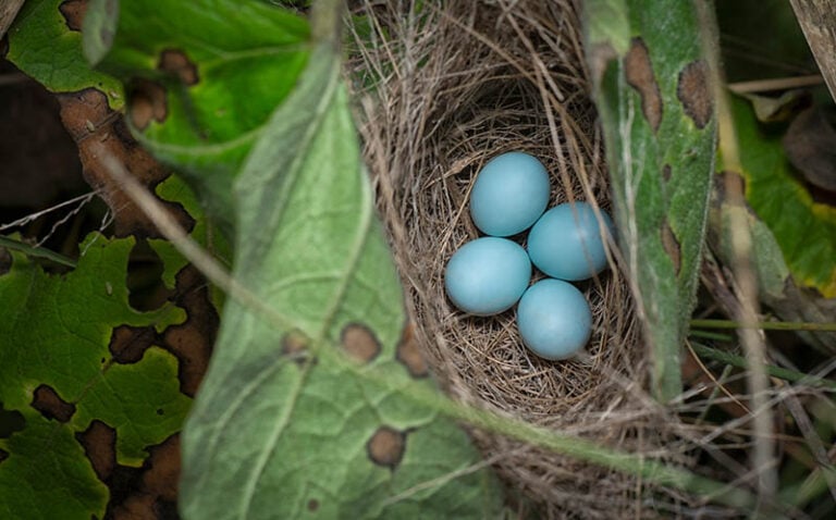 When Do Starlings Lay Eggs? Where Do They Nest? - Optics Mag