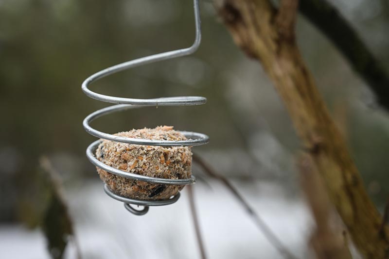 What Do Chickadees Eat? 6 Common Foods - Optics Mag