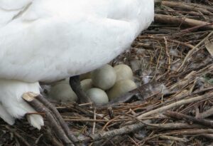When Do Swans Lay Eggs? Habits & Breeding - Optics Mag