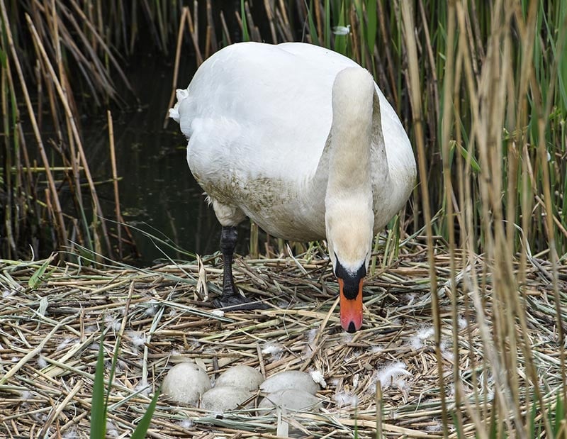 When Do Swans Lay Eggs? Habits & Breeding - Optics Mag
