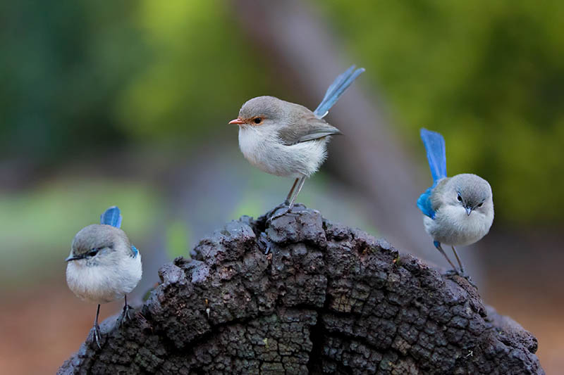 Splendid Fairywren: Field Guide, Pictures, Habitat & Info - Optics Mag