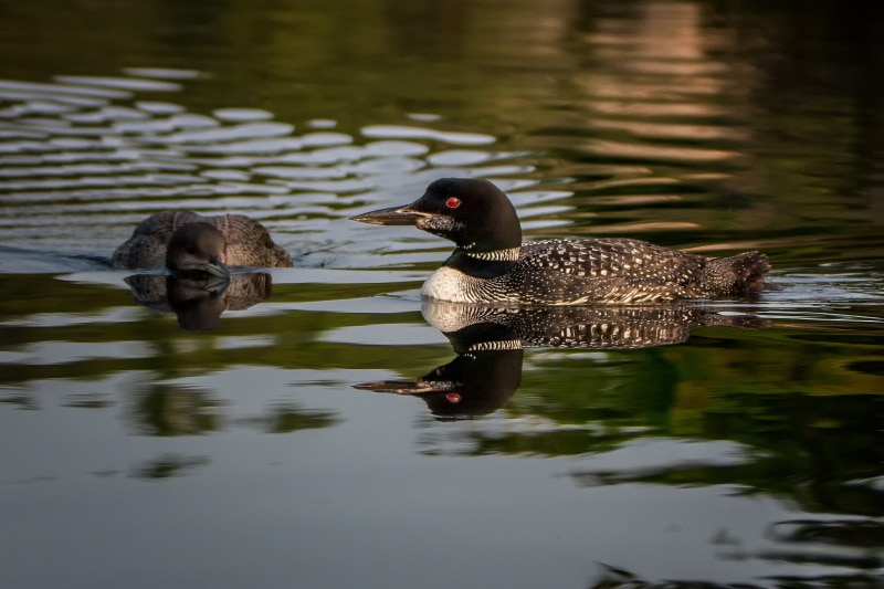 Do Loons Mate for Life? The Interesting Answer! - Optics Mag
