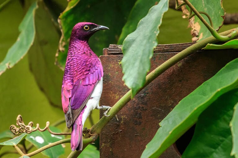 Violet Backed Starling: Field Guide, Pictures, Habitat & Info - Optics Mag