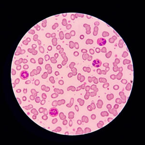 What Do Cells Look Like Under a Microscope? Types, Parts, & FAQ - Optics Mag