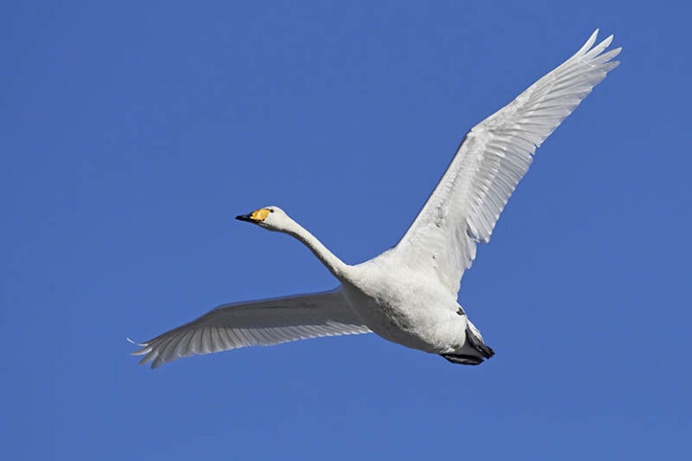 Can Swans Fly? What You Need to Know! - Optics Mag