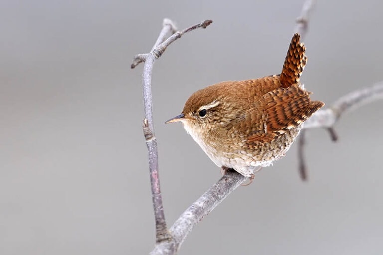 10 Common Types of Wrens in the US (with Pictures) - Optics Mag