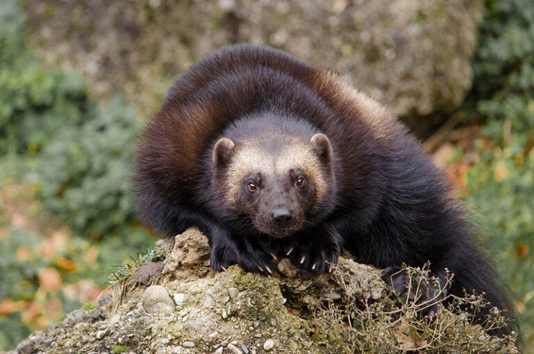 What Can You Hunt in Alaska? 14 Common Game Species - Optics Mag