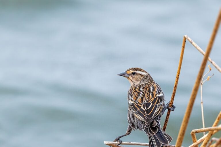 Yellow-Browed Sparrow: Field Guide, Pictures, Habitat & Info - Optics Mag