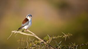 Pygmy Falcon – Field Guide, Pictures, Habitat, and Info - Optics Mag