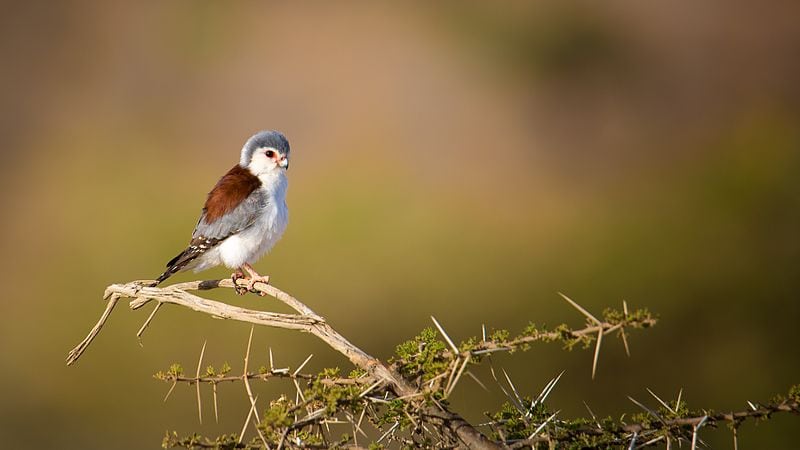 Pygmy Falcon – Field Guide, Pictures, Habitat, and Info - Optics Mag