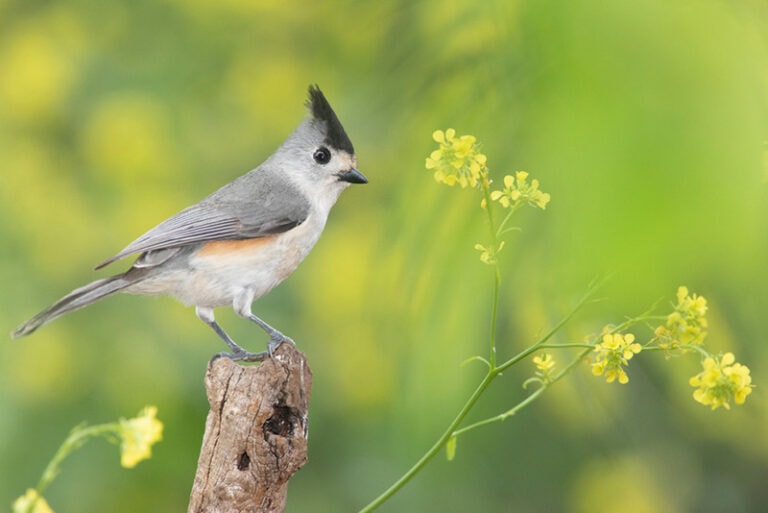 Black-Crested Titmouse: Field Guide, Pictures, Habitat & Info - Optics Mag