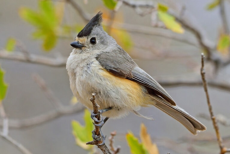 Black-Crested Titmouse: Field Guide, Pictures, Habitat & Info - Optics Mag