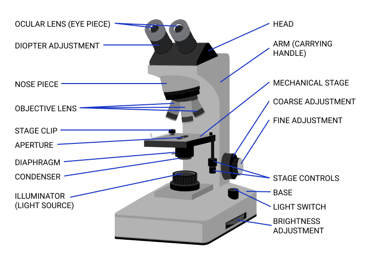 What is Brightfield Microscopy Used For? The Interesting Answer ...