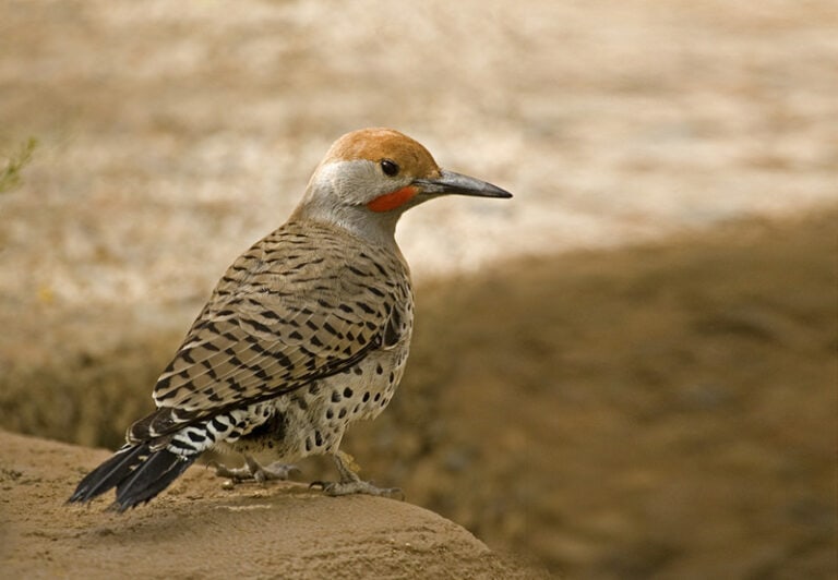 Gilded Flicker: Field Guide, Pictures, Habitat, & Info - Optics Mag