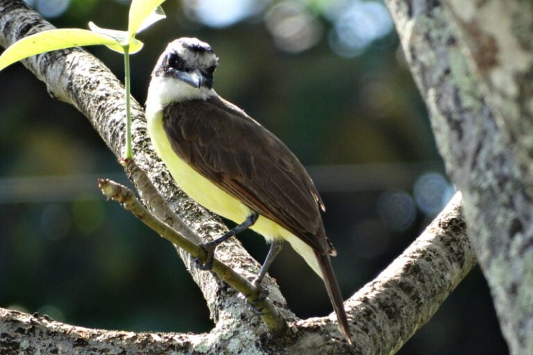 Collared Forest Falcon: Field Guide, Pictures, Habitat & Info - Optics Mag