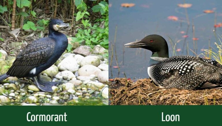Cormorant vs. Loon: How Are They Different? - Optics Mag