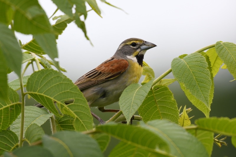 26 Common Types of Sparrows in Illinois (With Pictures) - Optics Mag