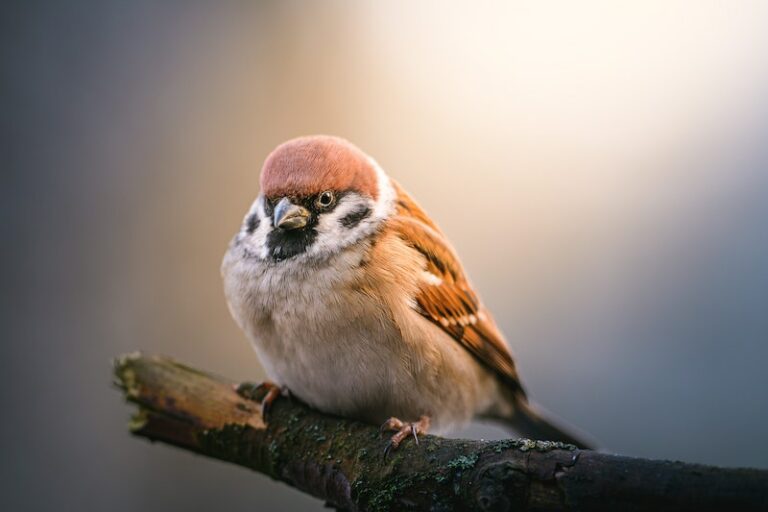 10 Common Types of Sparrows (with Pictures) - Optics Mag