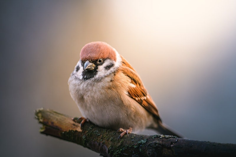10 Common Types of Sparrows (with Pictures) - Optics Mag
